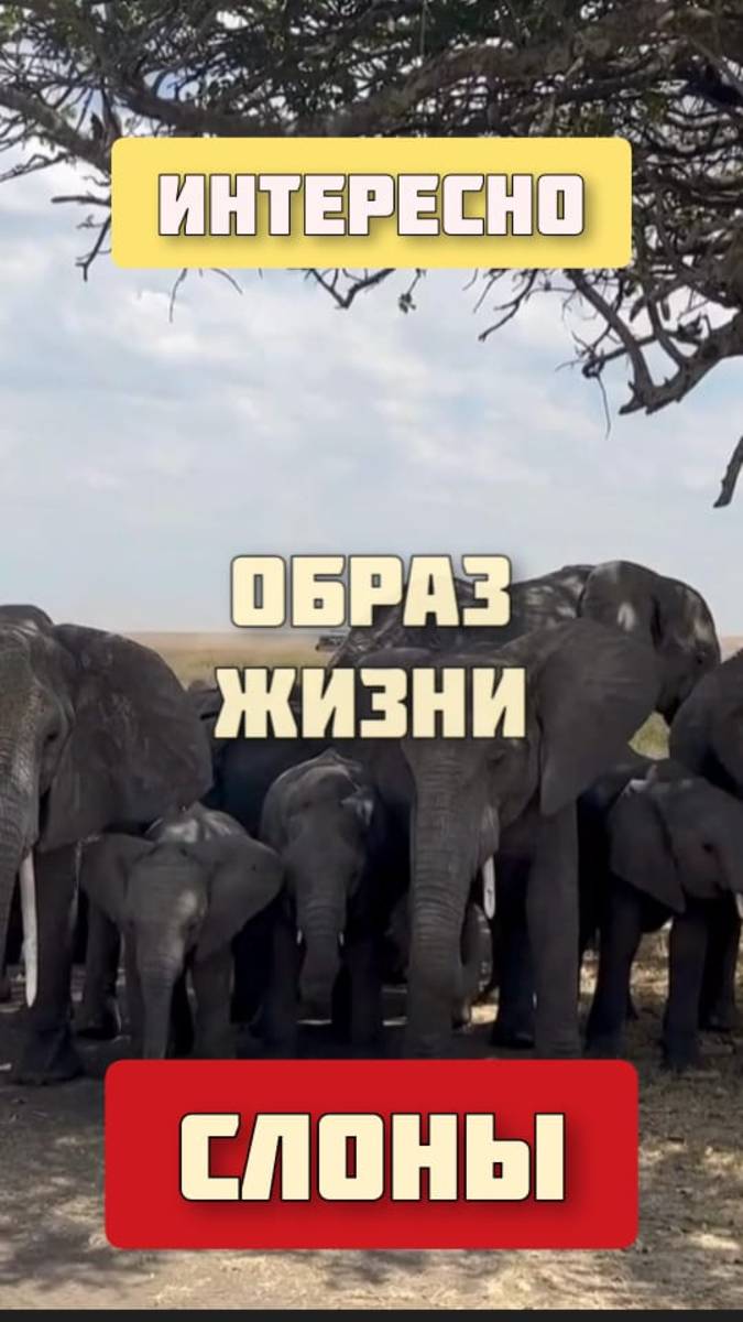 Образ жизни слонов
