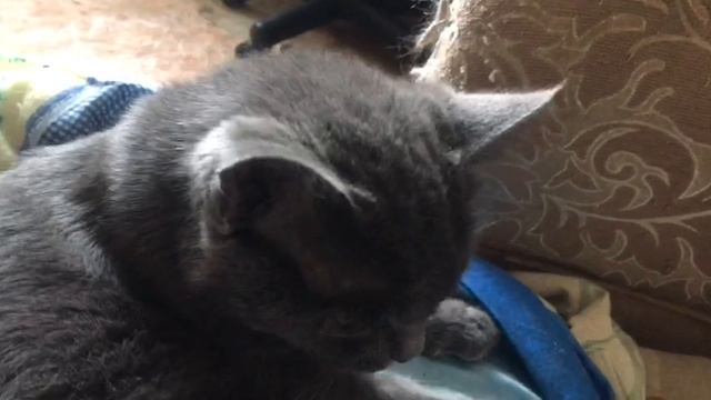 Праздничный выпуск.. Приюту 4 года