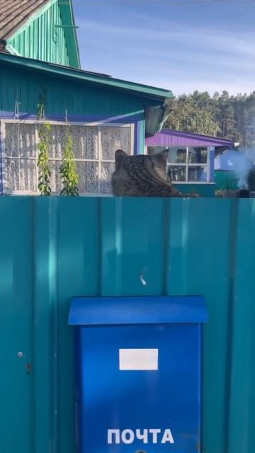 Кот ждёт письмо