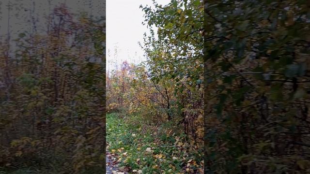 Россия. Тульская область . Прогулка по парку.