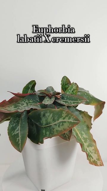 Euphorbia