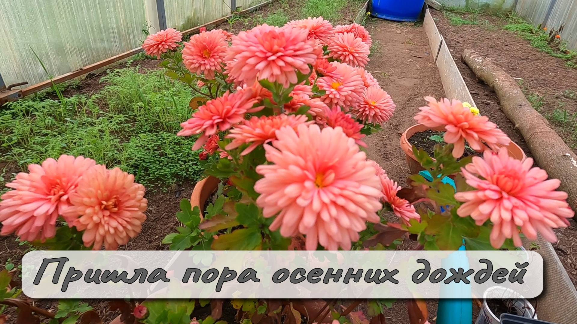 Пришла пора осенних дождей