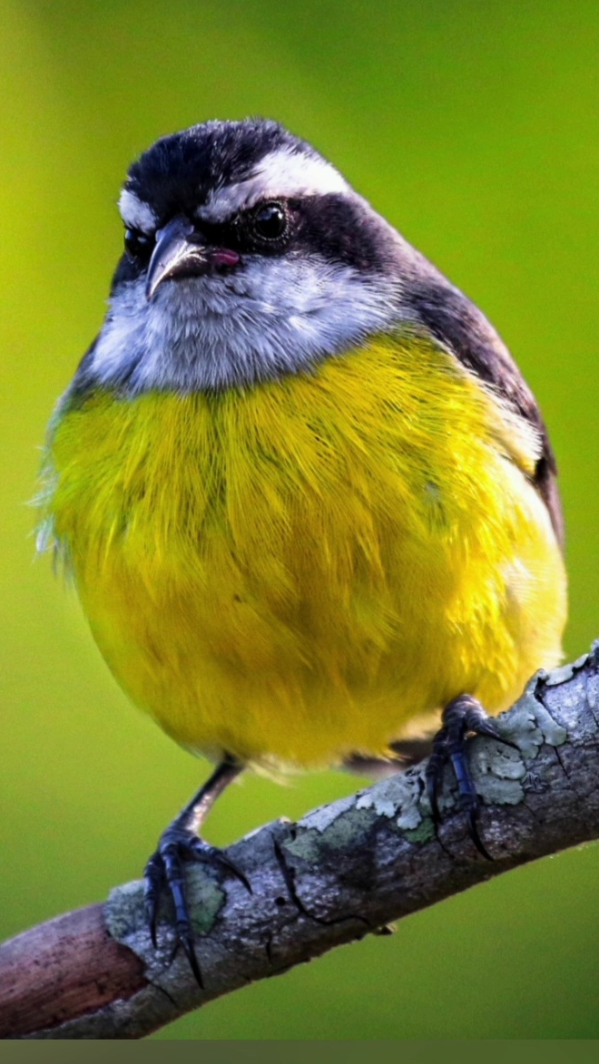 почему птицы улетают на юг