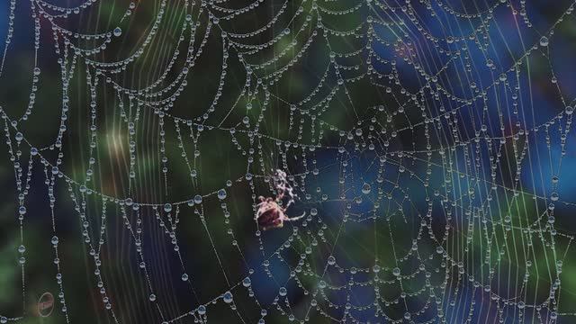 "  Август шепчет осень на носу ... " Музыкальная шкатулка