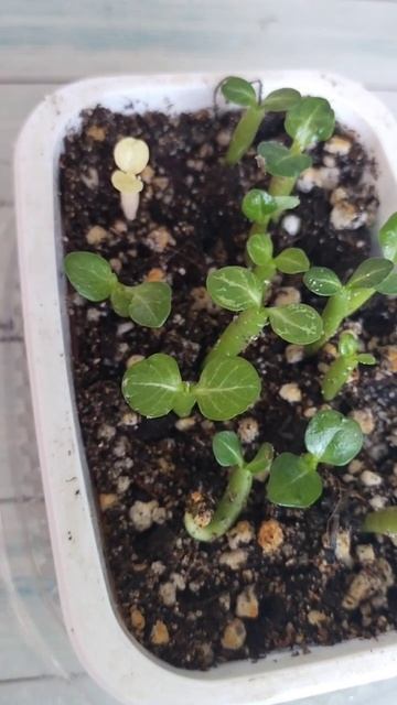 Адениум, сеянец альбиносик