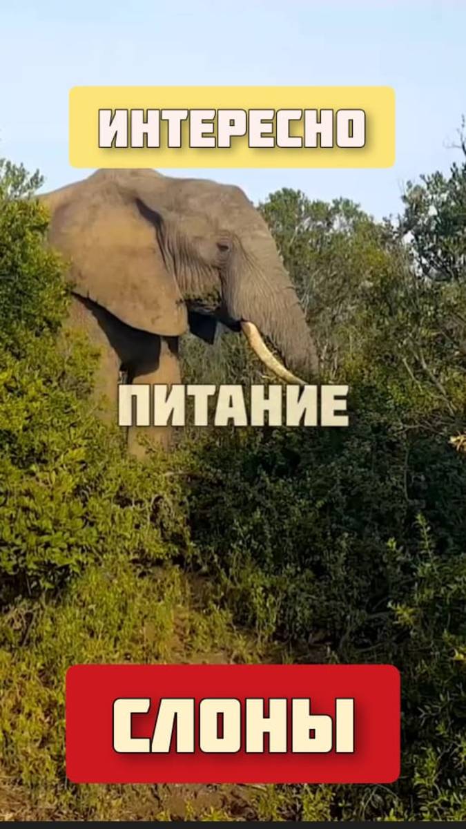 Питание слонов