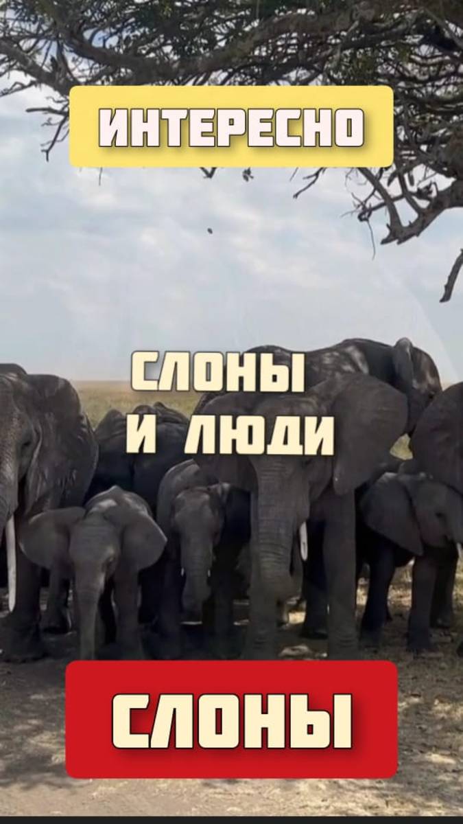 Слоны и люди