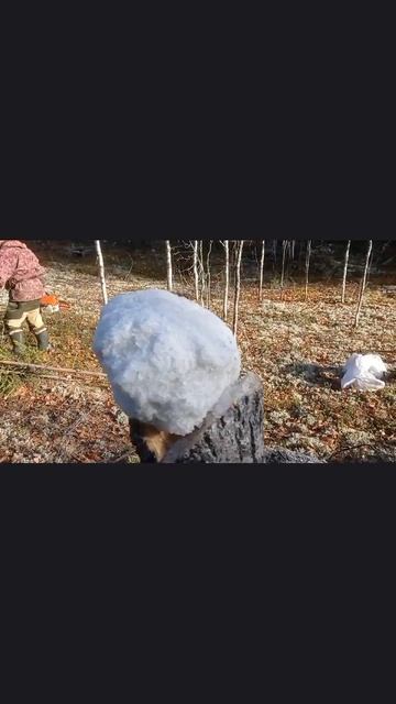 Солонцы для лося.