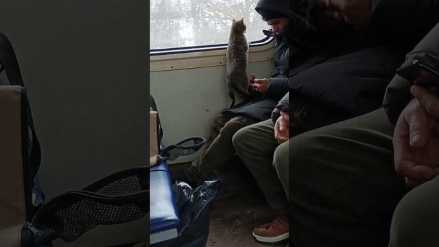 В электричке встретил самого необычного пассажира с усами и хвостом! Господи какая она милая!!!
