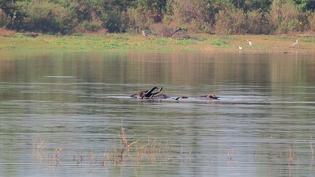Шри Ланка. Природный парк Удавалаве 4к