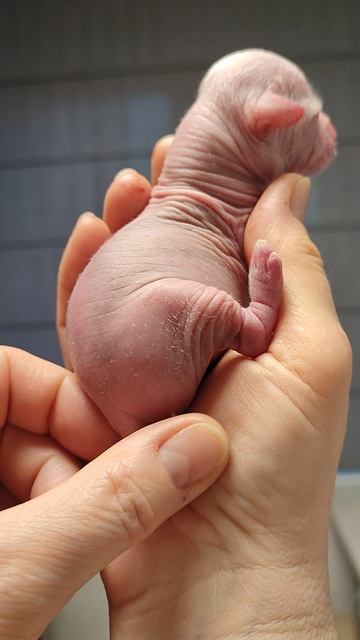 Ура мы родились! Первая из помета "D".