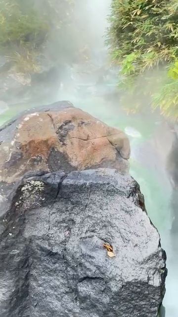 Водоросли цветут при 60 градусах