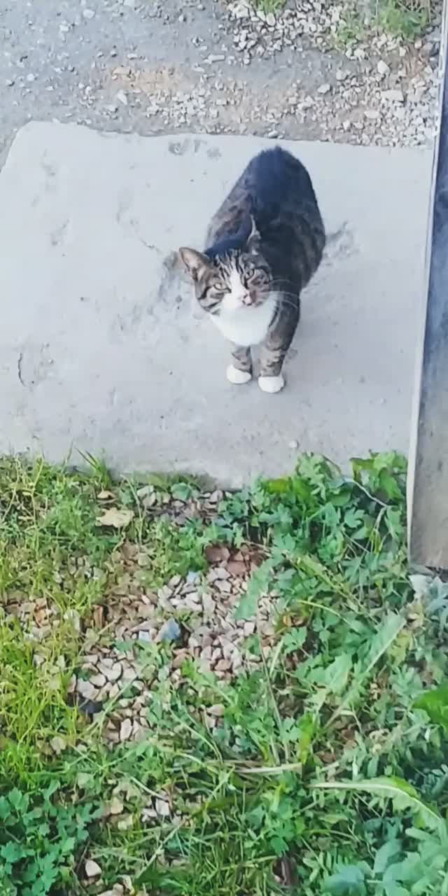 Больной котик не уходит-сидит под окнами и просит помощи.