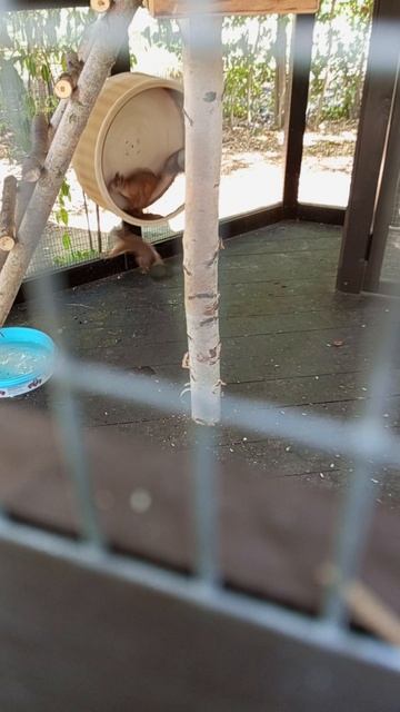 Крым. Алупка. 2025 год.  Забавные белки))