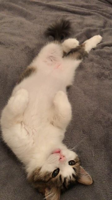 Мурлыканье Вам от Маси ❤️