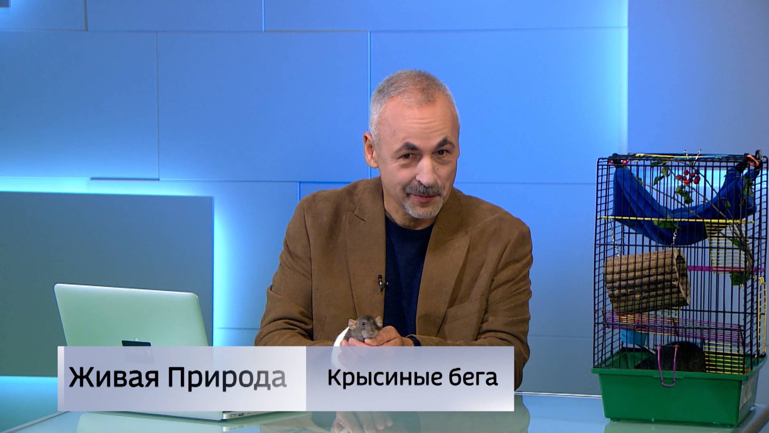 Живая природа. "Крысиные бега"