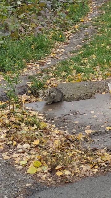 Котик идёт на рекорд!!!