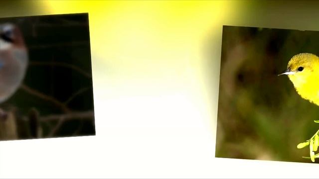 Ramio Lin - Розетта Кристофер