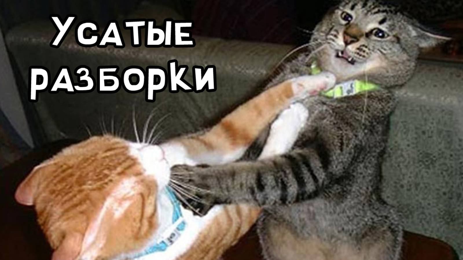 Коты дерутся - самые ржачные битвы пушистиков, без злобы!😹