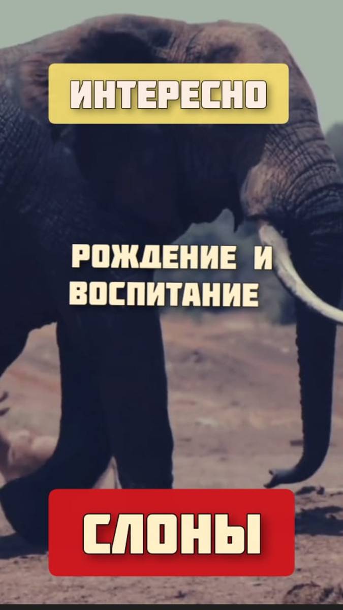 Рождение и воспитание слонов