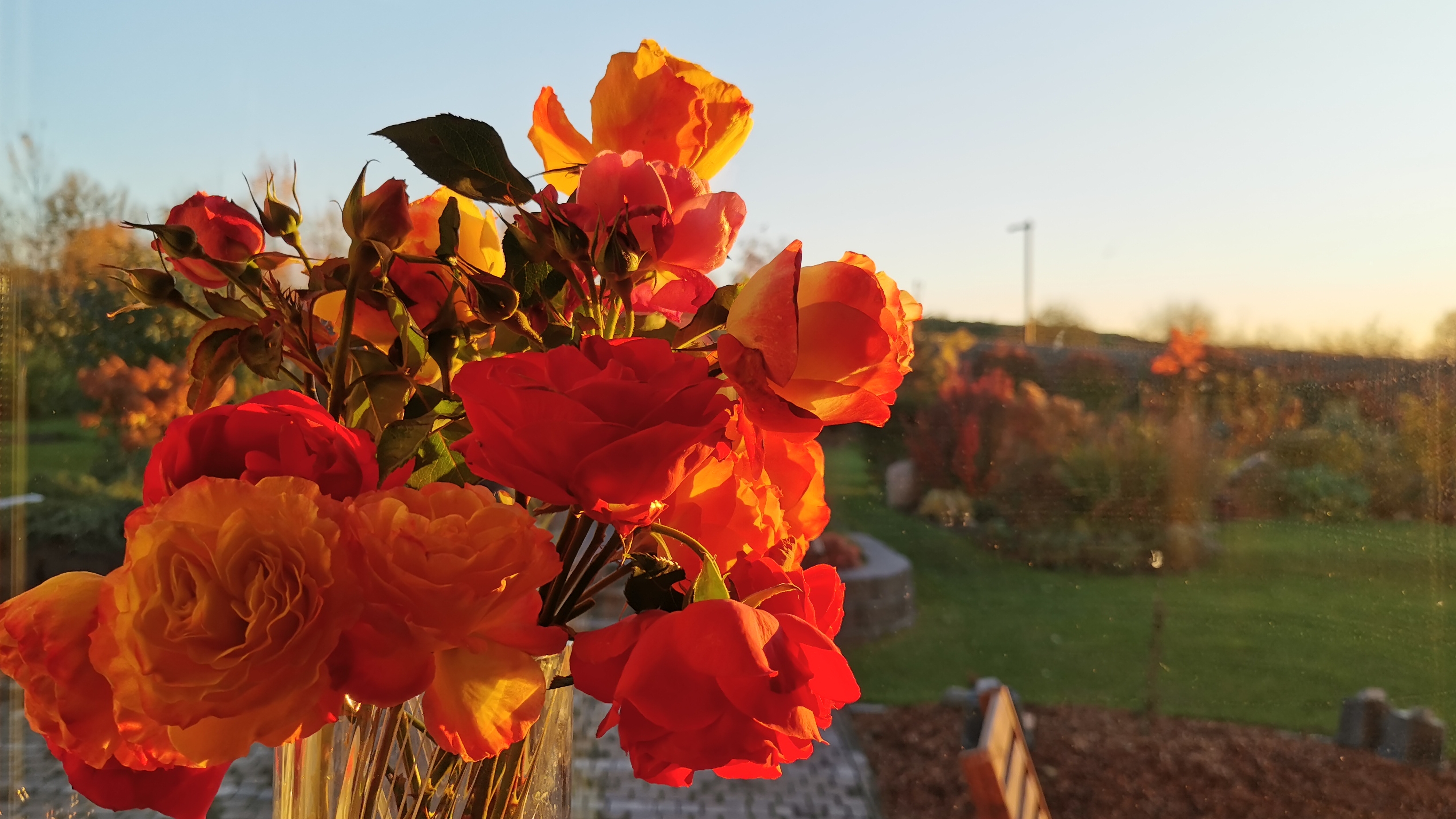 Обрезала розы парадной клумбы, флорибунды, ЧГ, шрабы, клаймбер, рамблер. 17.10.2025 Ленобласть