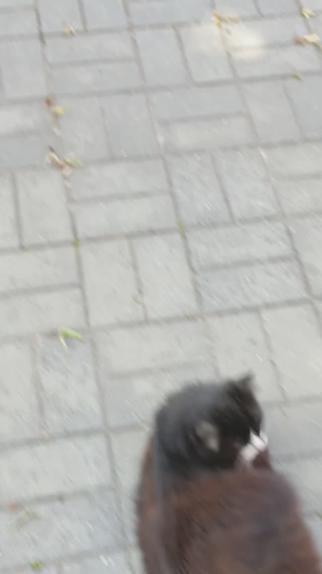 Теперь знаю! Умные коты живут в районе Университета в городе Елец! Не верите приезжайте увидите!