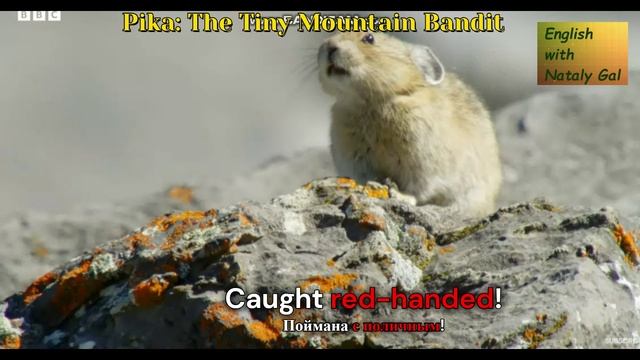 Pika: The Tiny Mountain Bandit \ Пищуха: Крошечка горная бандитка