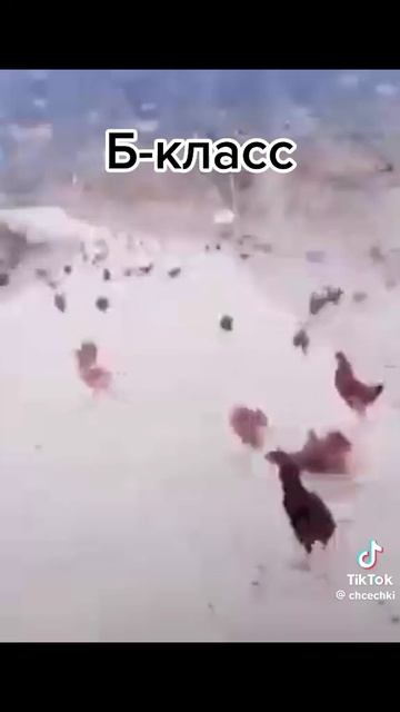 КАК ХОДЯТ  ПЕРВЫЕ КЛАСЫВ В СТАЛОВКУ