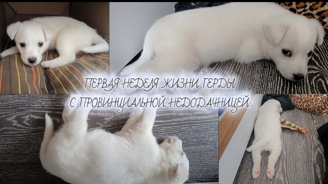 АДАПТАЦИЯ БЕЗДОМНОГО ЩЕНКА ТЕПЕРЬ УЖЕ ДОМА