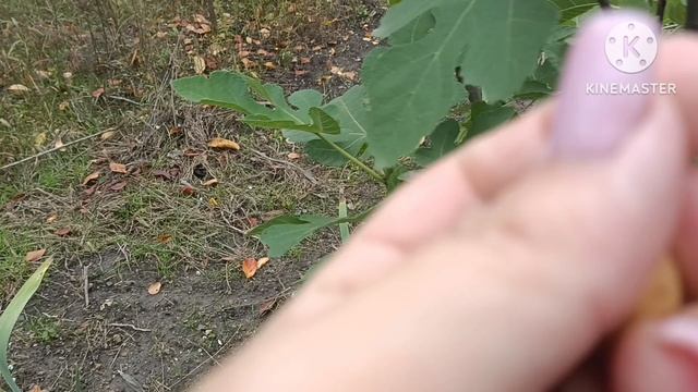 Выходные дни в октябре. Это подведение итогов и закладка будущего урожая. И планы....