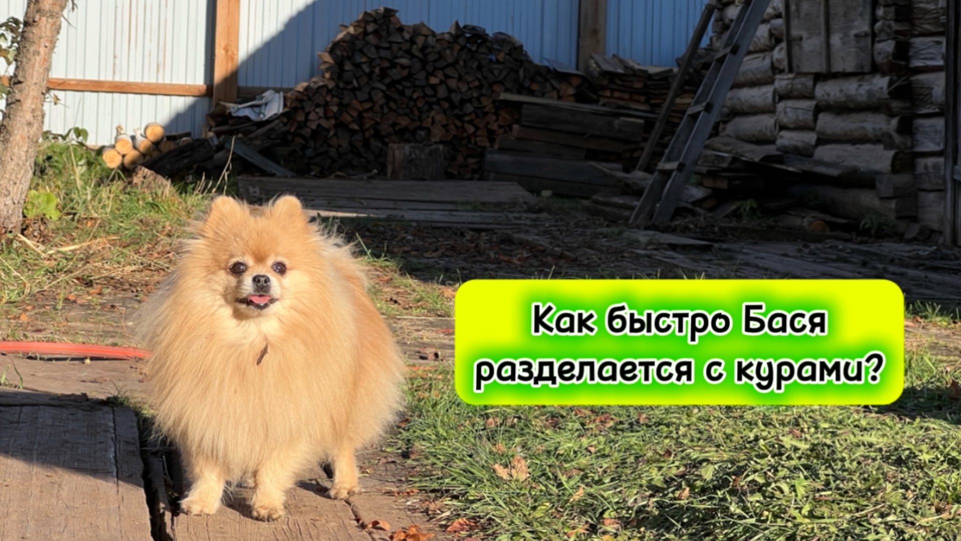 Как быстро Бася разделается с курами?