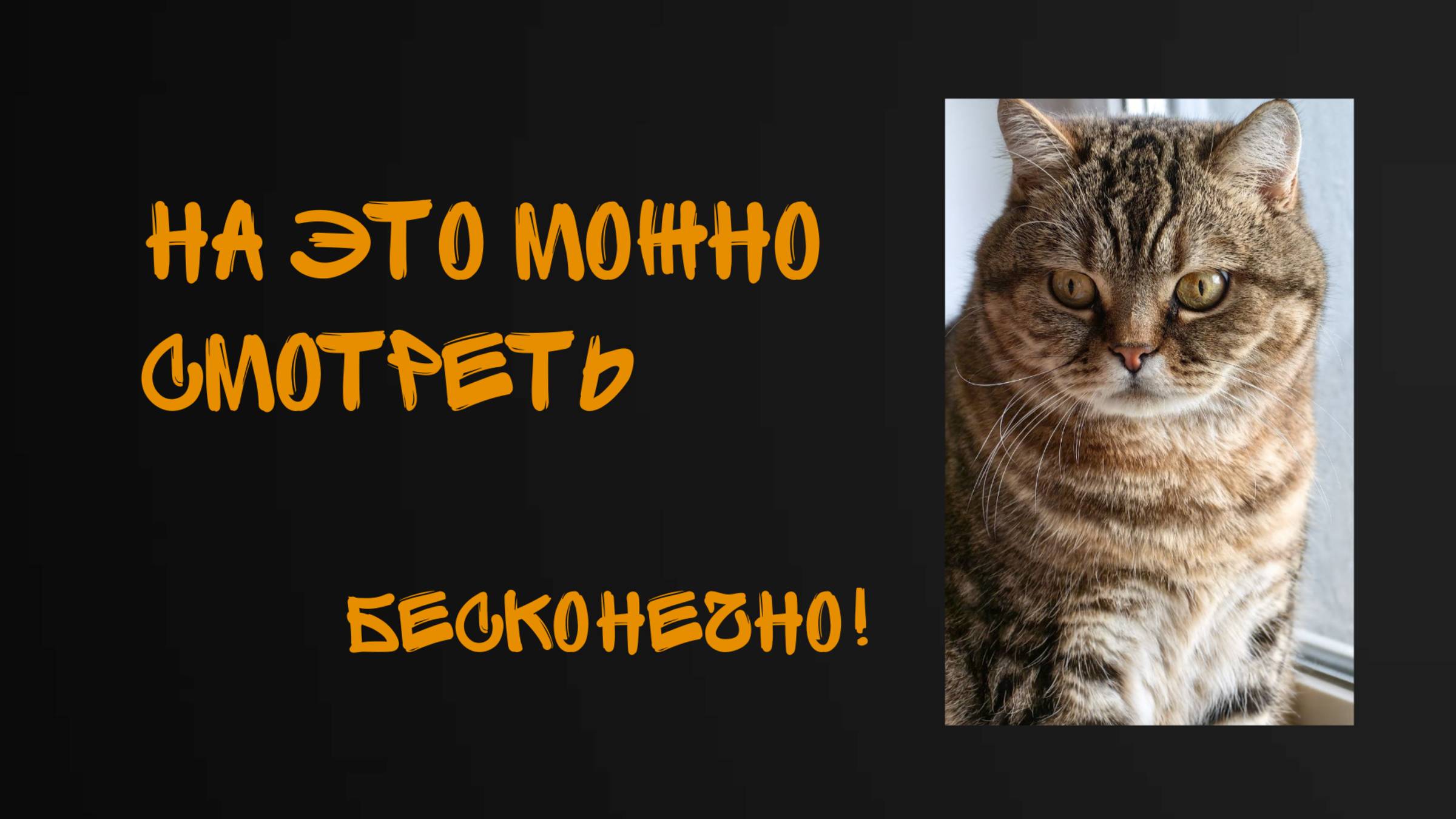 КОТ И ШАШЛЫК.