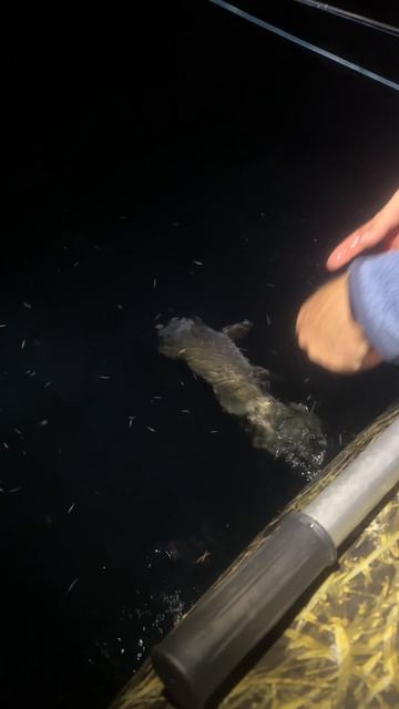 Ловим черноморского горбыля с лодки