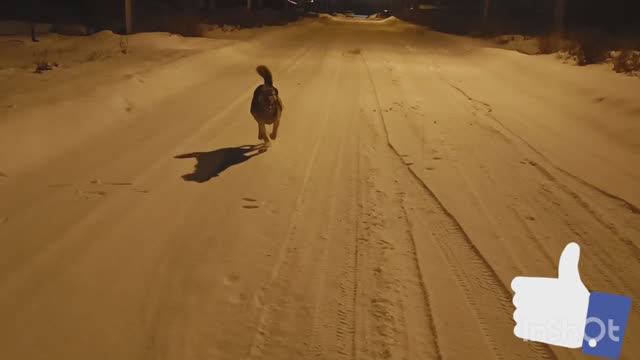 109) СОБАКа ОВЧАРКа по Кличке Верба, 26 декабря 2023.