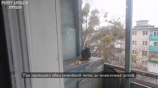 Голубиная сага. Первый сезон. Первая серия