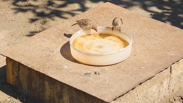 Кольчатые горлицы и воробьи делят воду. Как ладят воробьи с горлицами?