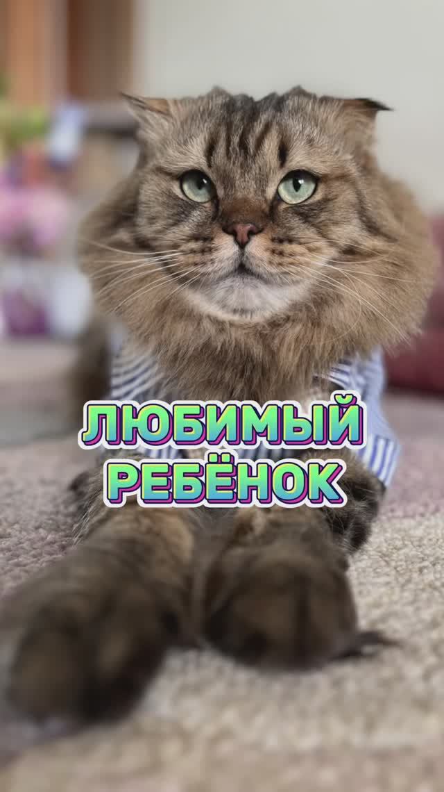 Любимый ребенок!🥰 #котики #милота #животные
