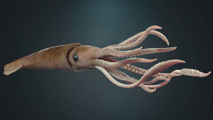 Гигантский кальмар (кракен, спрут) / морские чудовища, монстры / биология / криптозоология