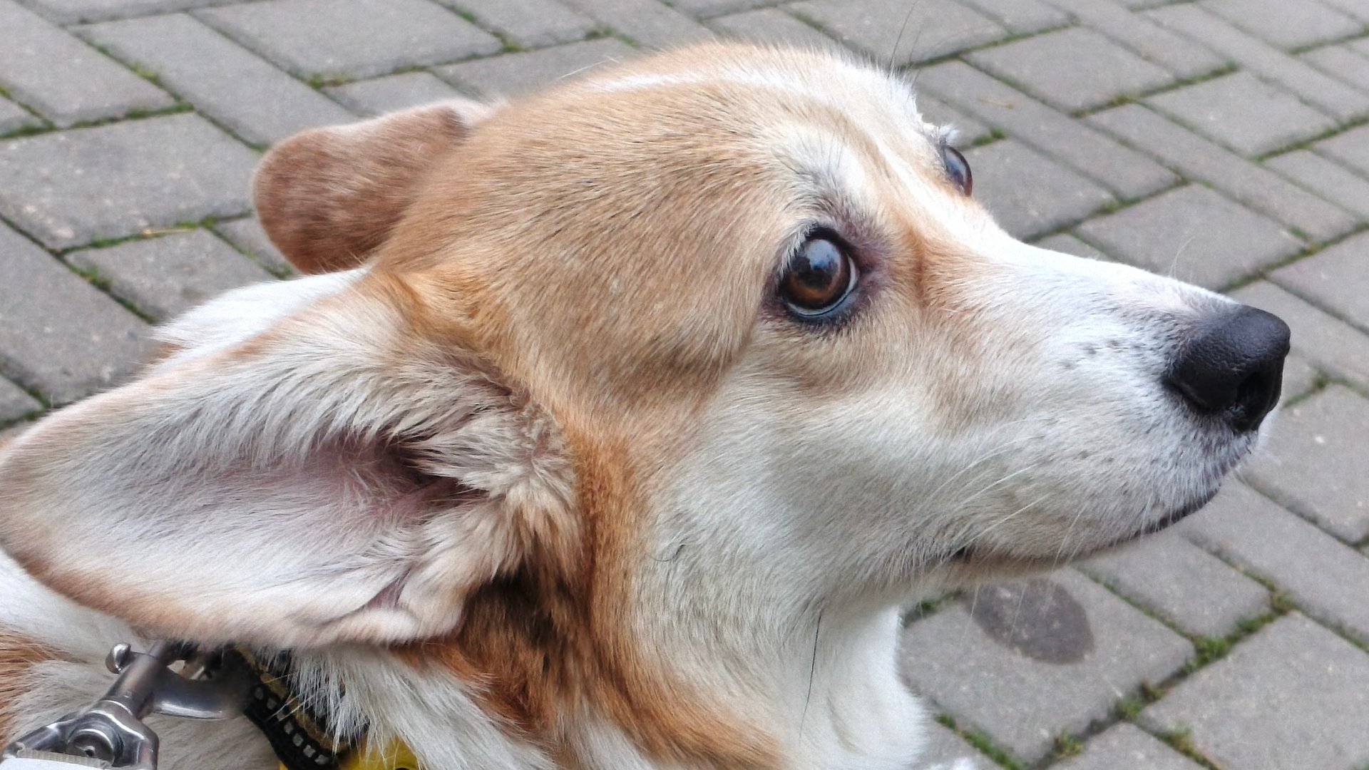 🎃просто кисина трансляция🐾