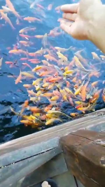 КАРП 😂 сходит С УМА от этих бойлов ! 🚀👈