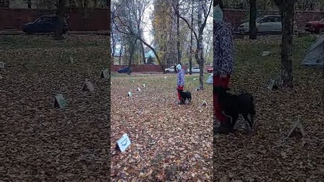 Трен ралли Пи RO4 19.10.2025