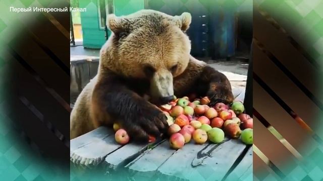 Как забавно кушают животные