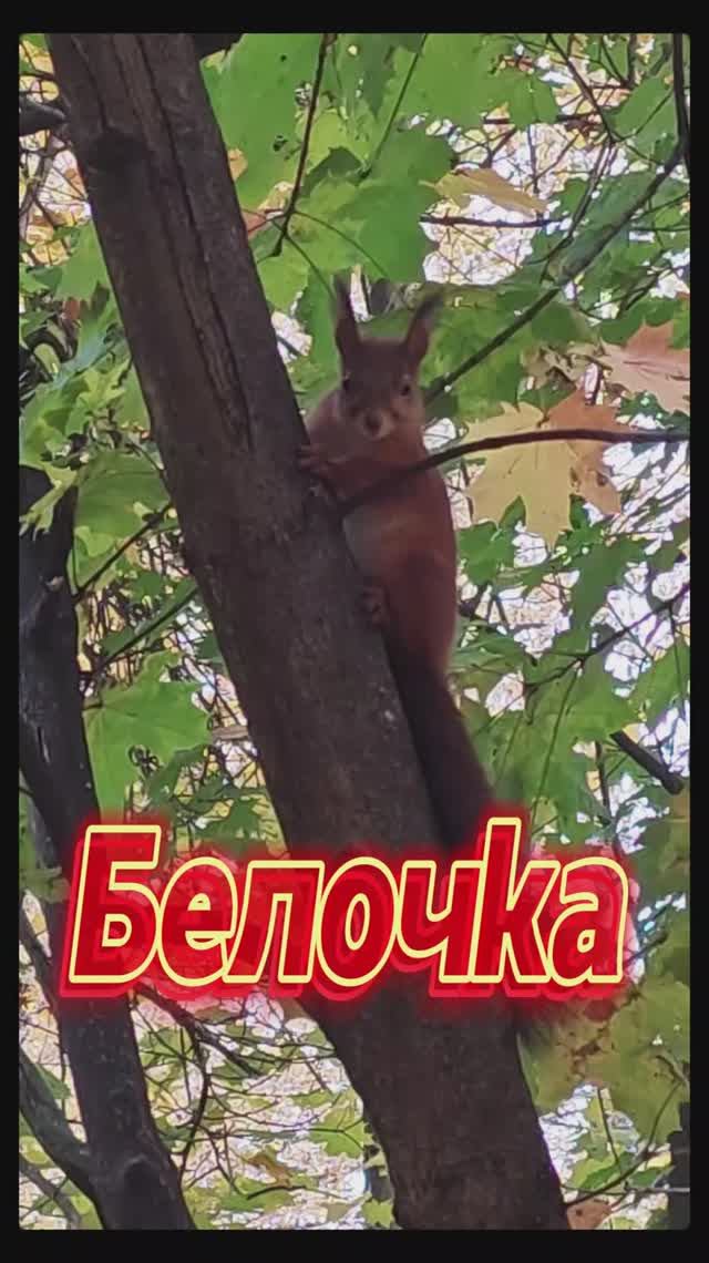 Белочка