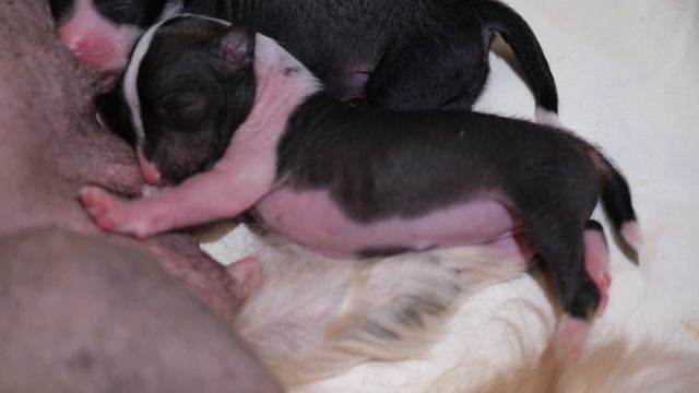 4-й день помёт D