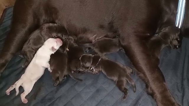 Где готовят собак-проводников для слепых?