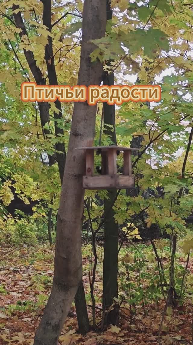 Птичьи радости