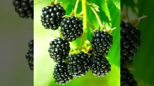 Детсадовская