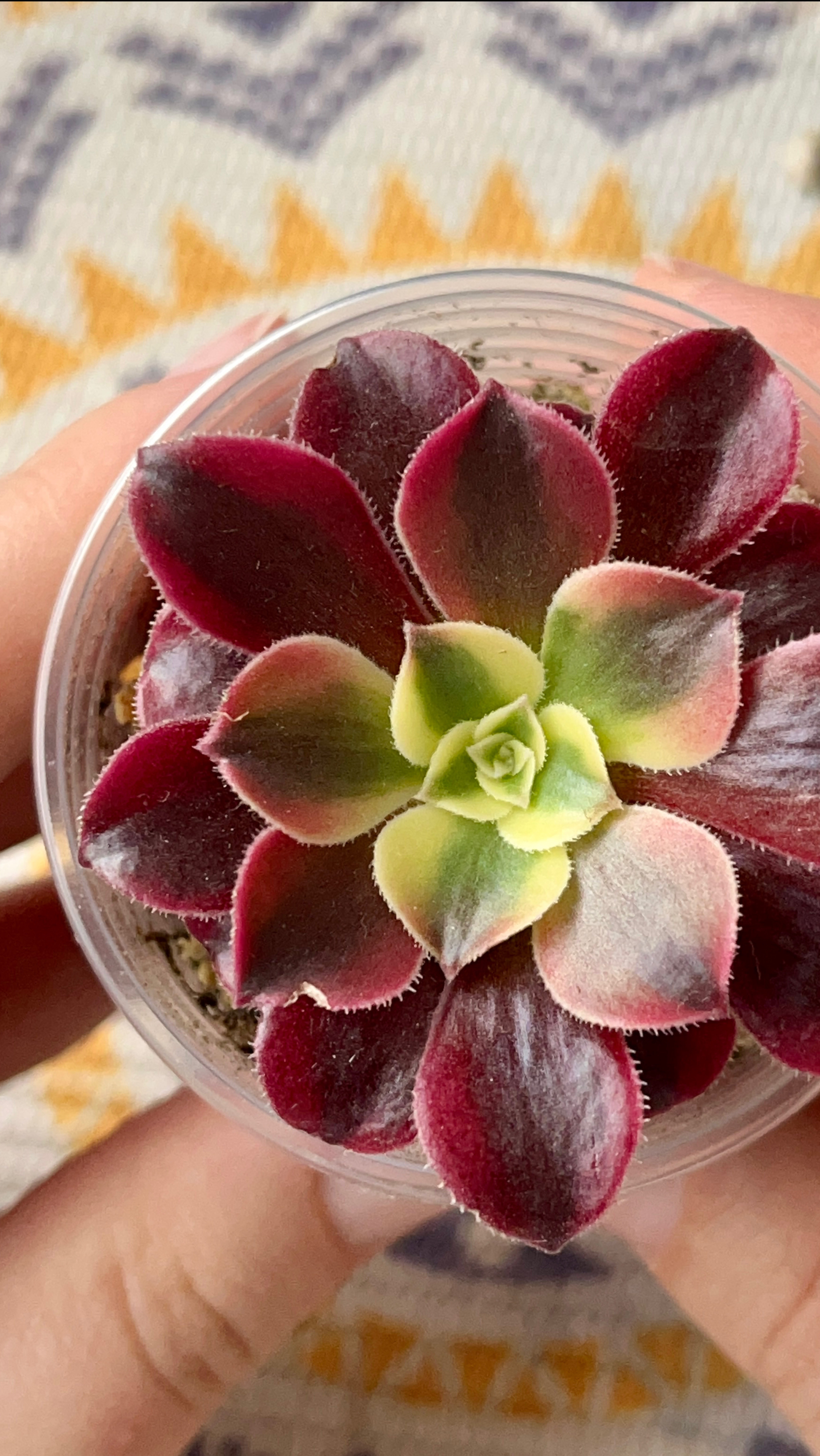 Эониум Медуза / Aeonium Medusa