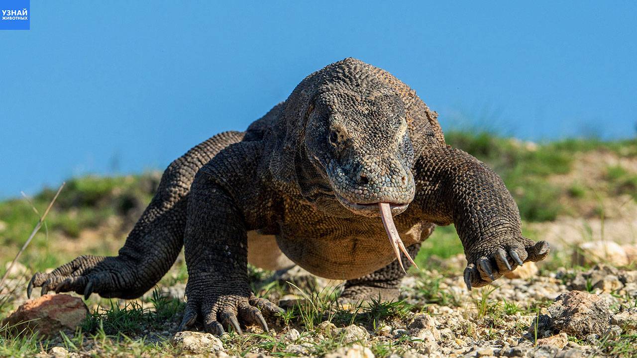 Комодский варан — живой динозавр, который может съесть быка!
