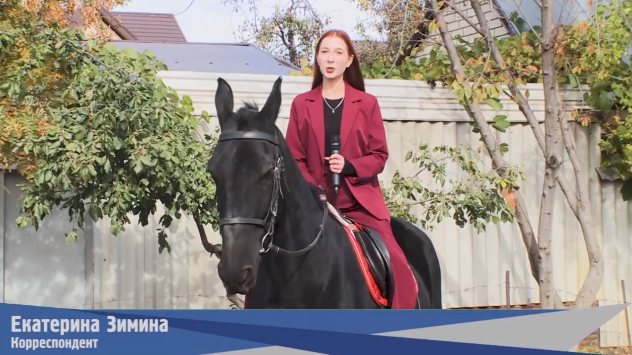 Секреты ухода за лошадьми